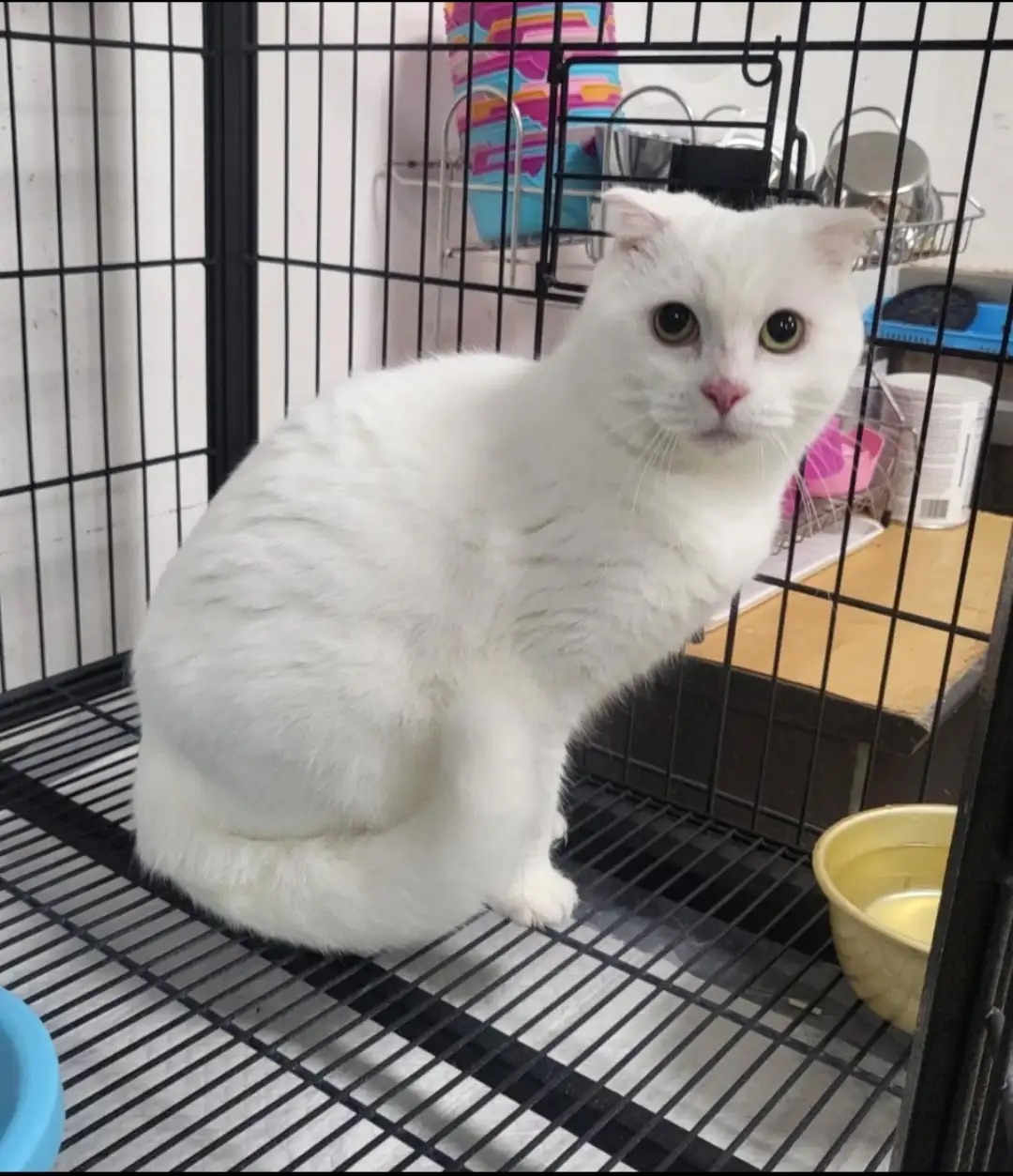 Fuzz & Foam -- Cafe & Grooming